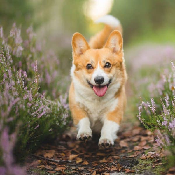 Specialty & Emergency Vet Care in St. Petersburg | Epic Specialty ...