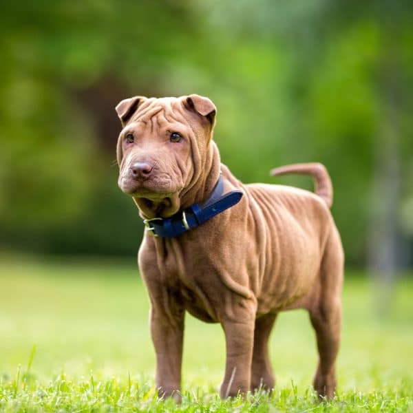 Specialty & Emergency Vet Care in St. Petersburg | Epic Specialty ...