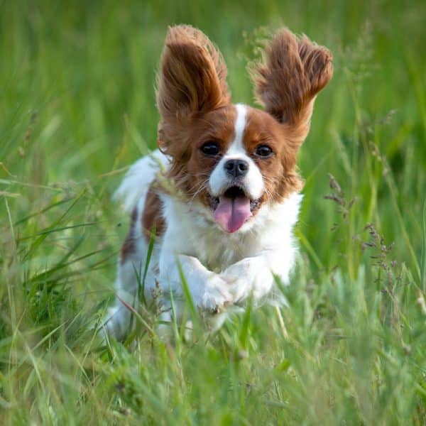 Specialty & Emergency Vet Care in St. Petersburg | Epic Specialty ...