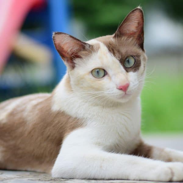 24 Hour Veterinarian in St. Petersburg | Epic Specialty & Emergency Pet ...